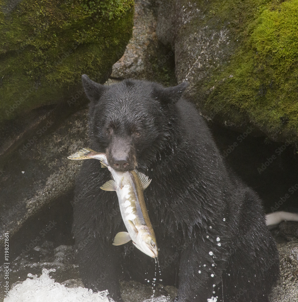 Black Bear Catching Salmon
