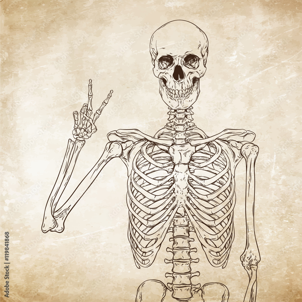 Human skeleton posing over old grunge paper background vector Stock ...