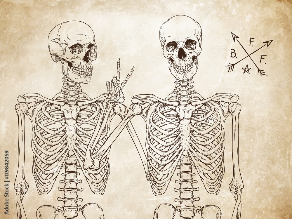 Human skeletons best friends posing over old grunge paper background ...
