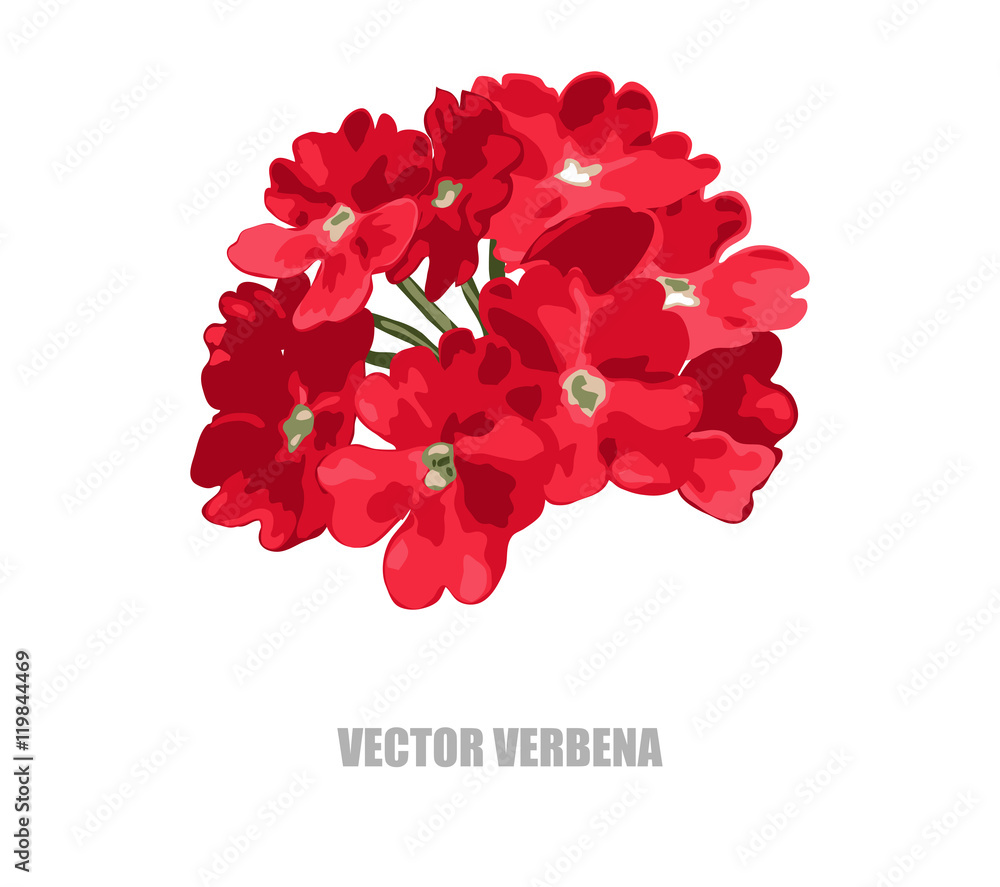 hand drawn verbena Stock Vector | Adobe Stock
