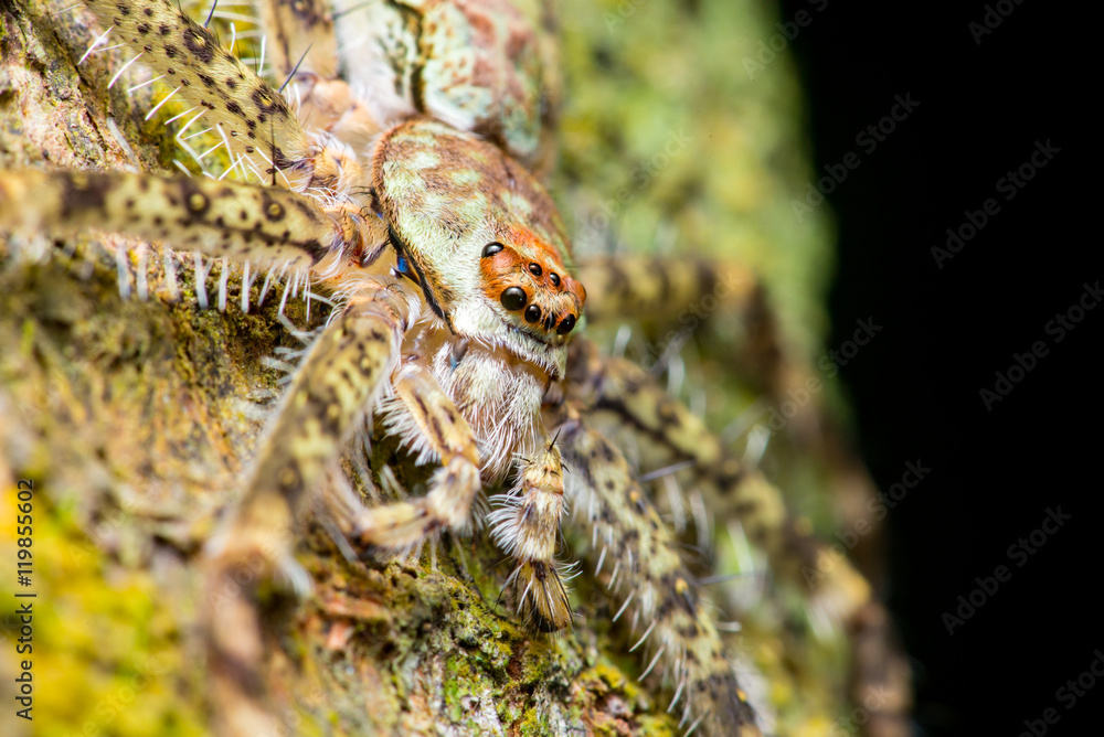 Lichen Huntsman Spider (Pandercetes gracilis) Stock Photo | Adobe Stock