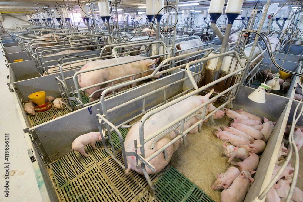 Pigs af a factory Stock Photo | Adobe Stock