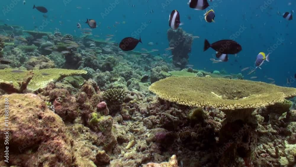 Underwater landscape of coral reef. Amazing, beautiful underwater ...
