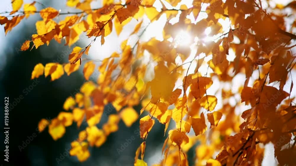 Sun shining through yellow leaves. Golden autumn. Stock Video | Adobe Stock