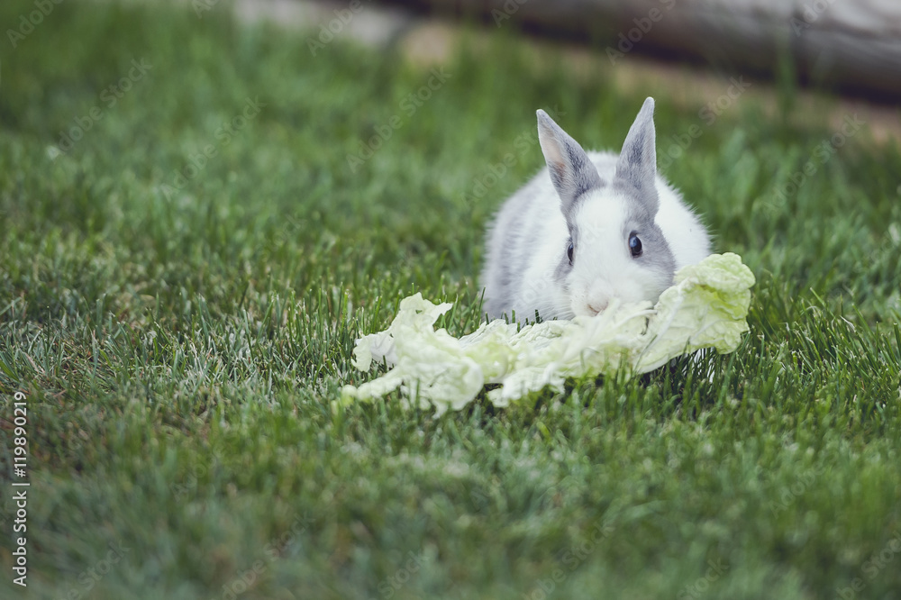 Bébé lapin en train de manger Stock Photo | Adobe Stock