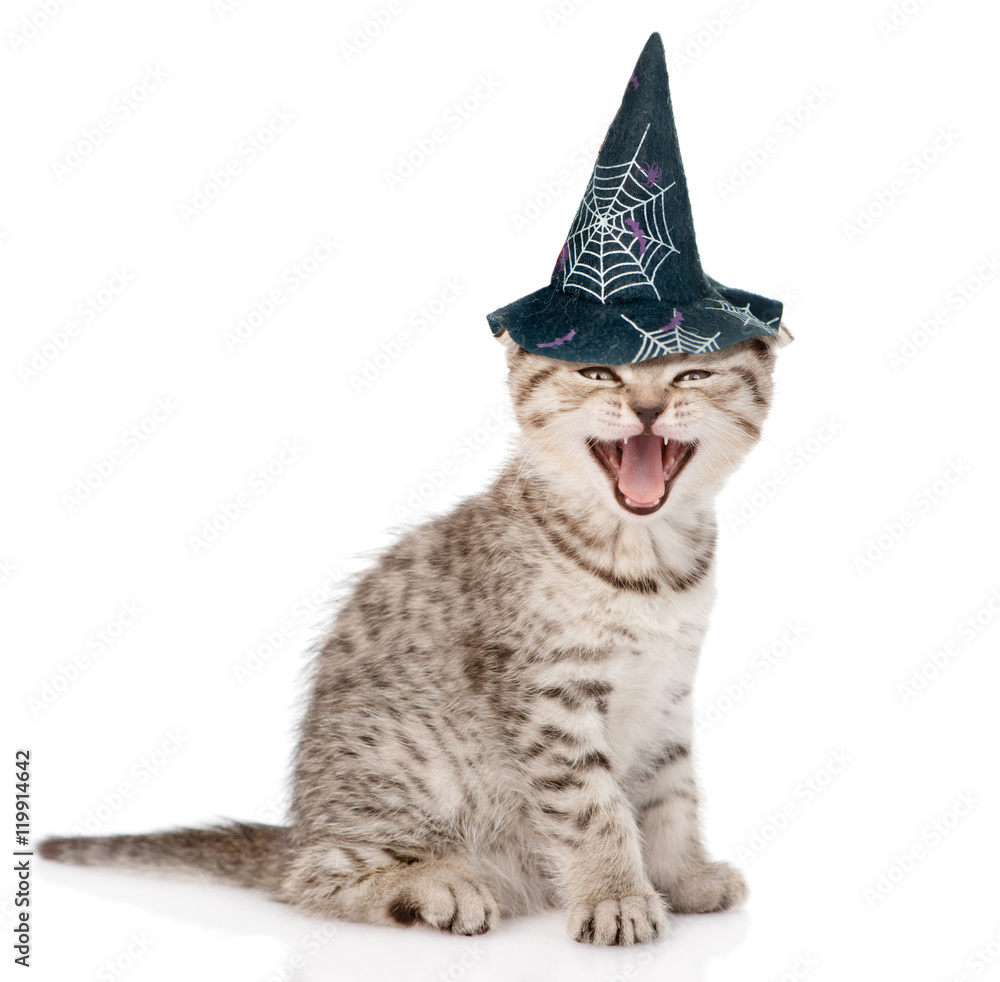 Angry cat with hat for halloween. isolated on white background Stock ...