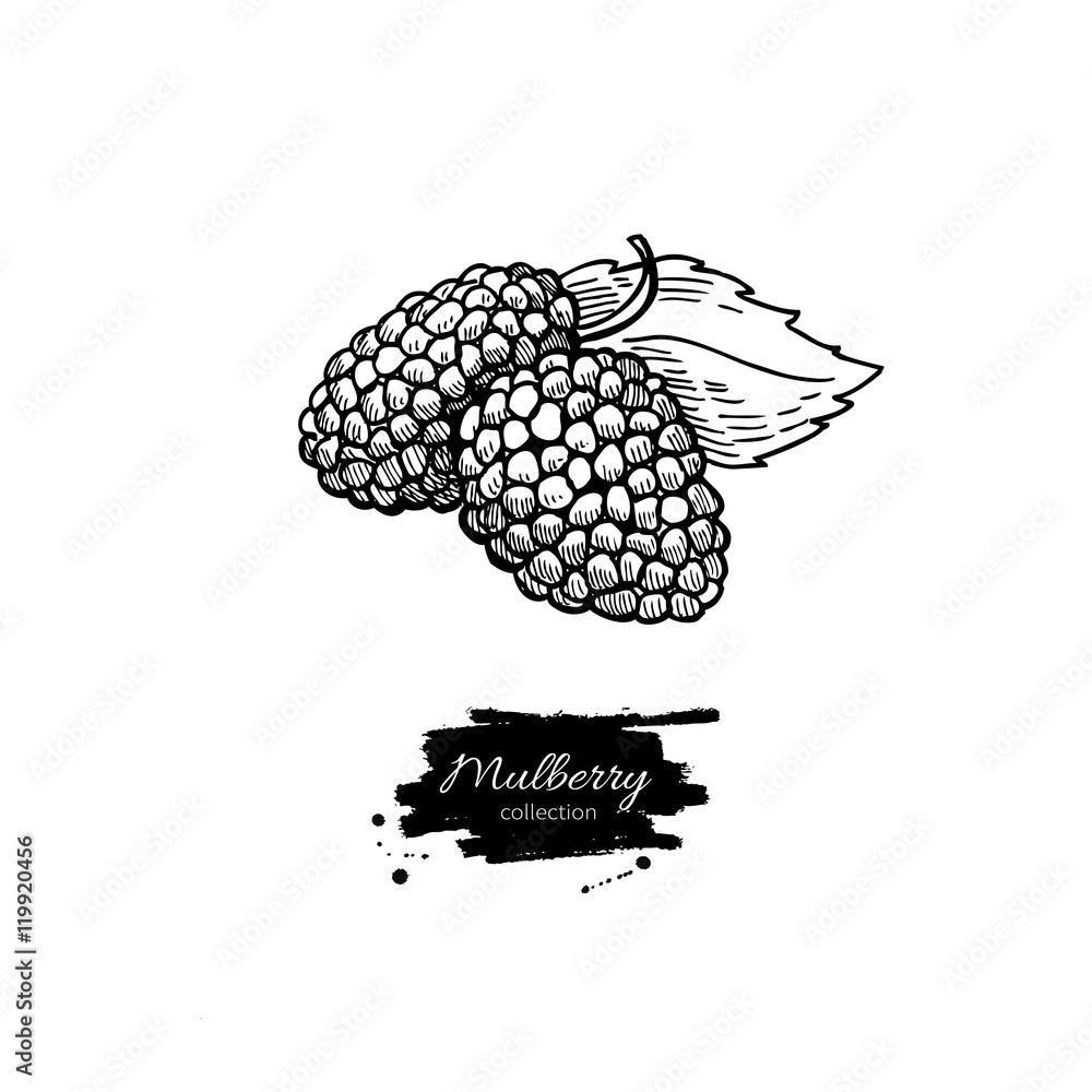 Mulberry vector superfood drawing. Isolated hand drawn illustra Stock ...