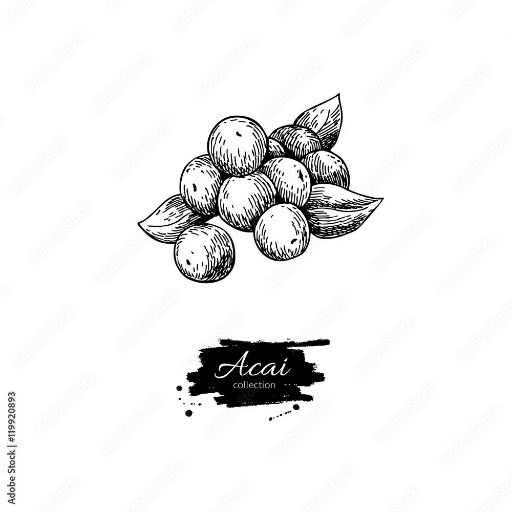 Acai berry vector superfood drawing. Isolated hand drawn illust Stock ...