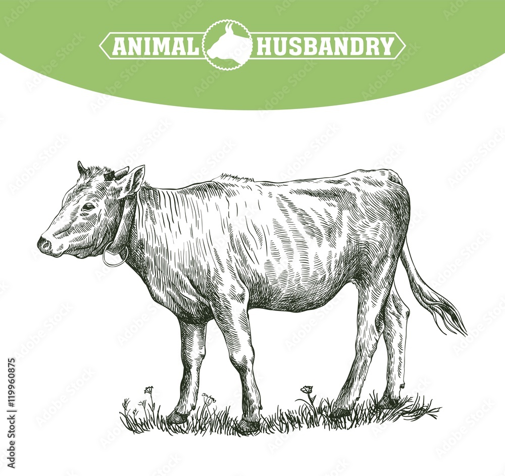 sketch of calf drawn by hand. livestock. cattle. animal grazing Stock ...