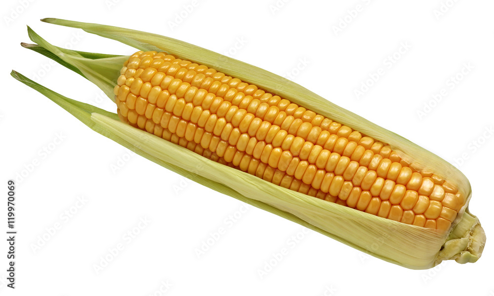Corn on the cob with leaves isolated on a white background. Stock Photo ...
