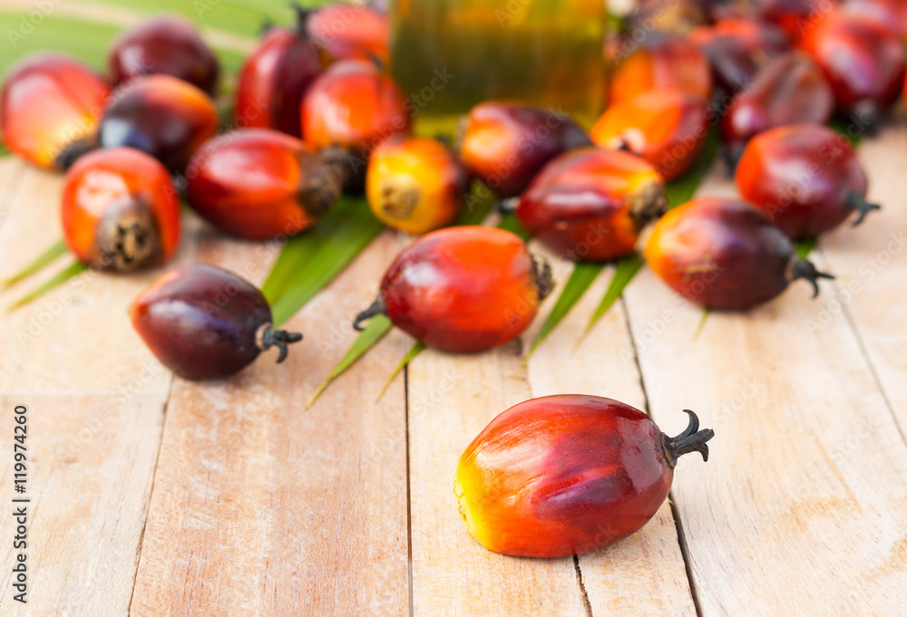 Commercial palm oil cultivation. Since palm oil contains more sa Stock ...