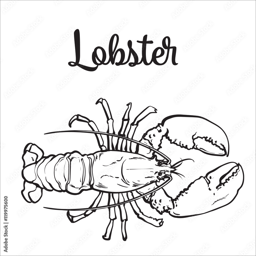 Full length lobster sketch style vector illustration isolated on white ...