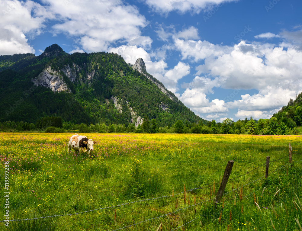 Idyllic Beautiful landscape in the Alps with cows grazing in fresh ...