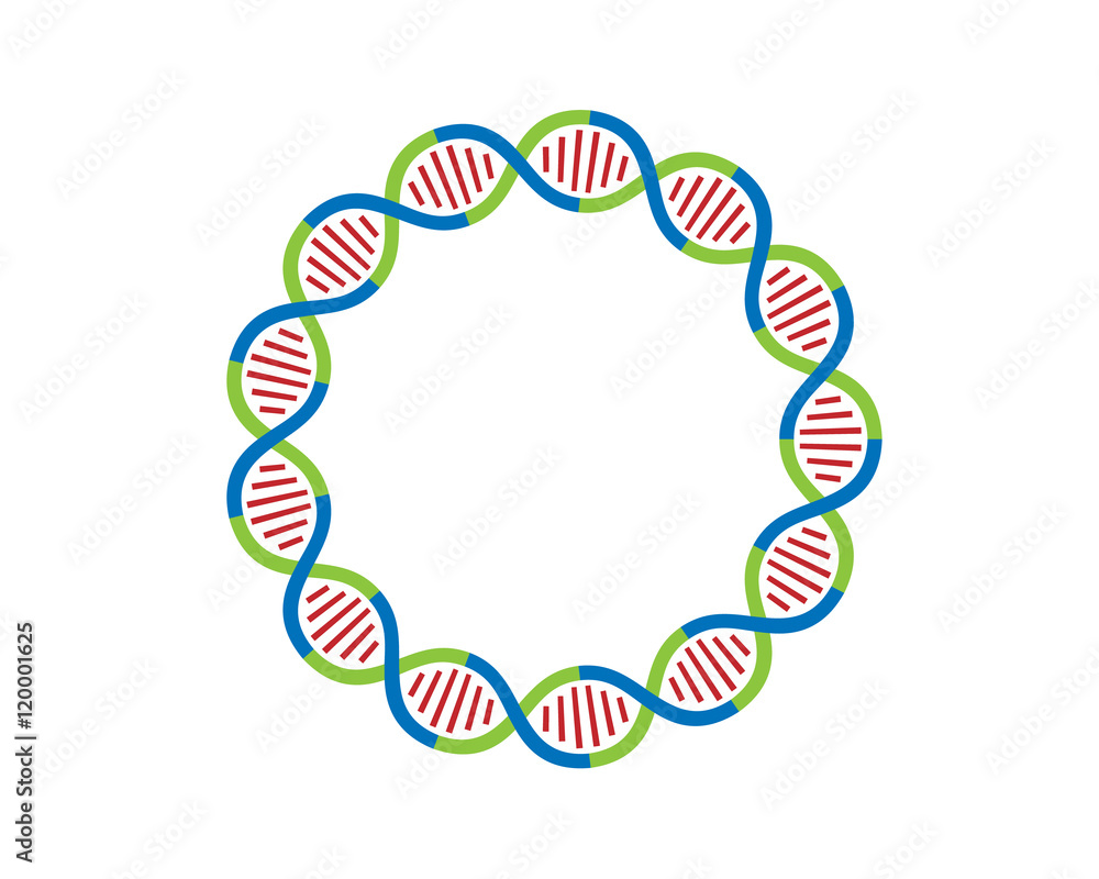 DNA strands Loop 13 parts Stock Vector | Adobe Stock