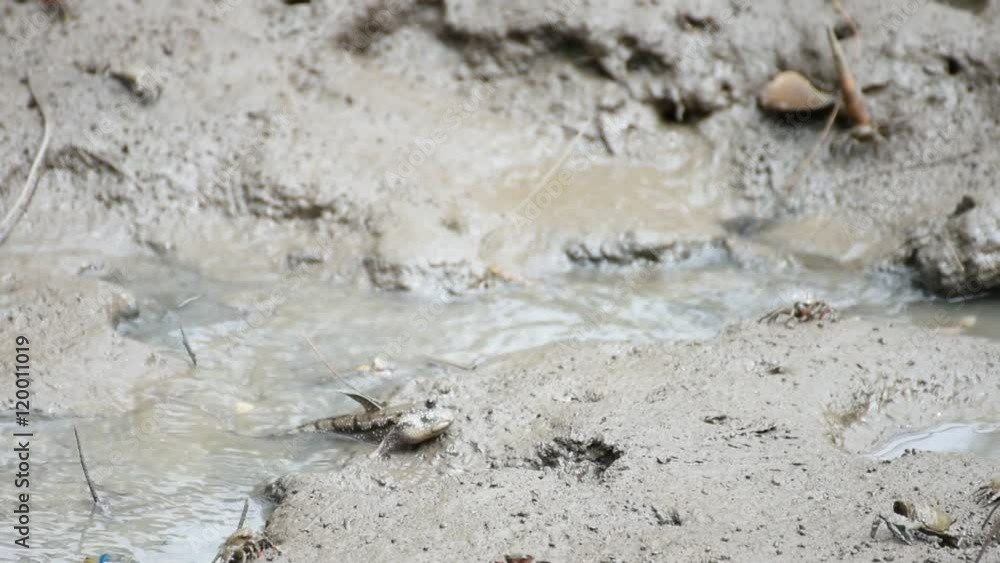 Video Stock Fish (Mudskipper, Amphibious fish) at mangrove forest ...