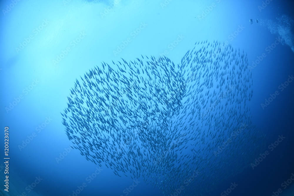 School of fish in shape of a heart Stock Photo | Adobe Stock