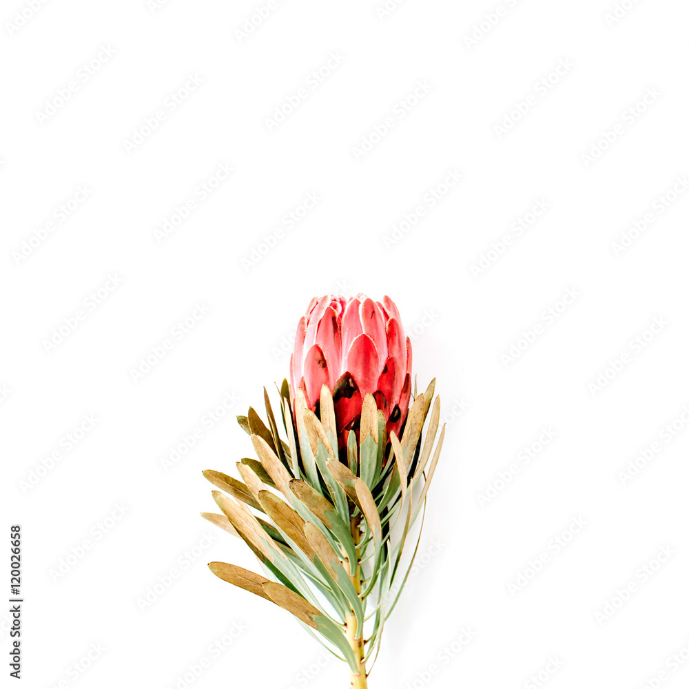 beautiful proteus flower isolated on white background. flat lay, top ...