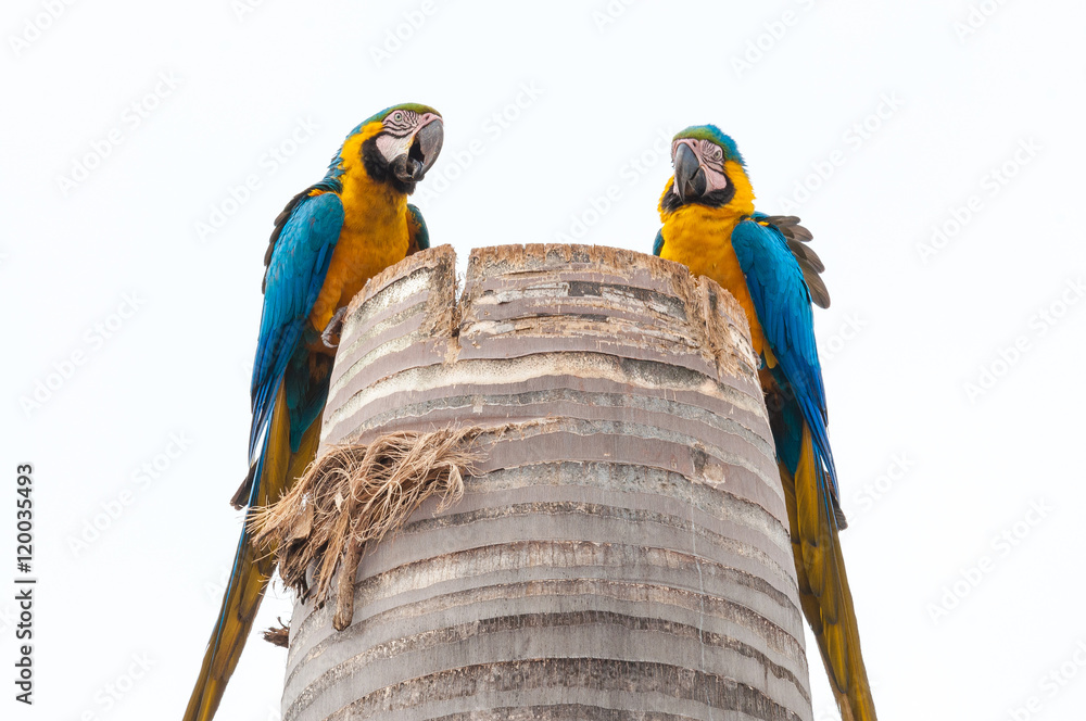 Two macaws in their nest located on a coconut tree. Stock Photo | Adobe ...