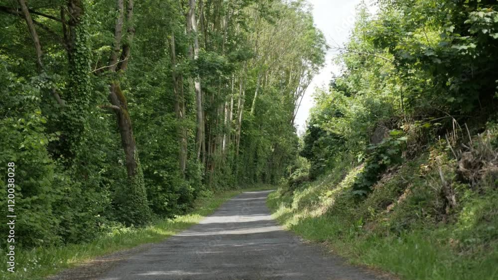 Path in to the tree alley natural background 4K 2160p 30fps UltraHD ...