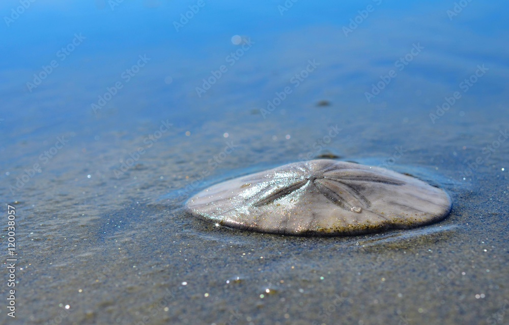 Ocean beach sand dollar resting in wet sea sand. Pacific Northwest ...
