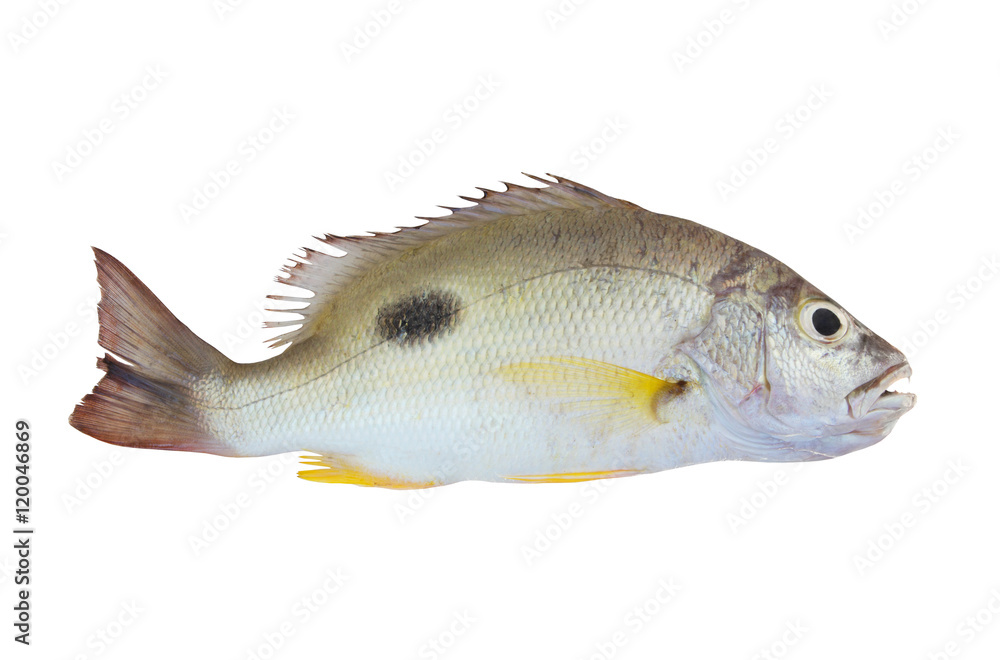 Onespot snapper fish isolated on white background, Lutjanus monostigma ...