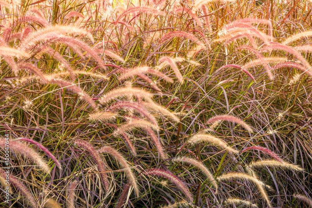 Golden Grass Field at Sunset, HDR Stock Photo | Adobe Stock