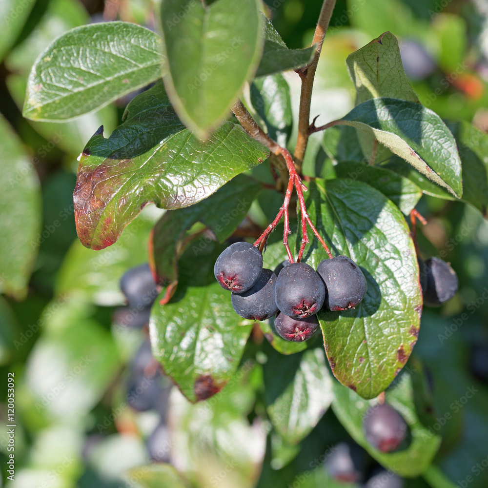 Zwergmispel, Cotoneaster, Mispel Stock Photo | Adobe Stock