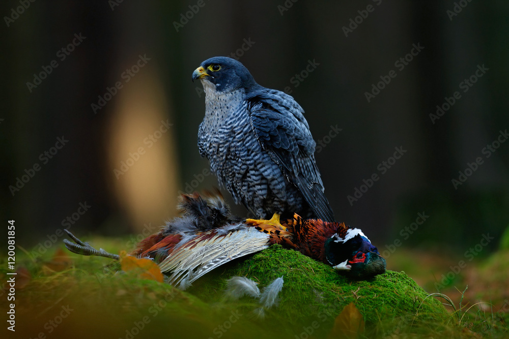 Peregrine falcon with catch Pheasant. Beautiful bird of prey Peregrine ...