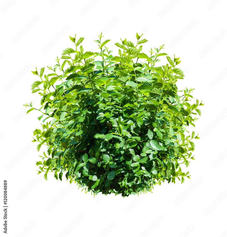 green bush isolated on white background. Stock Photo | Adobe Stock