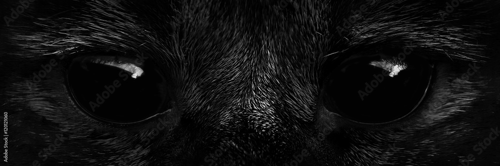shaggy monster red eyes closeup Stock Photo | Adobe Stock