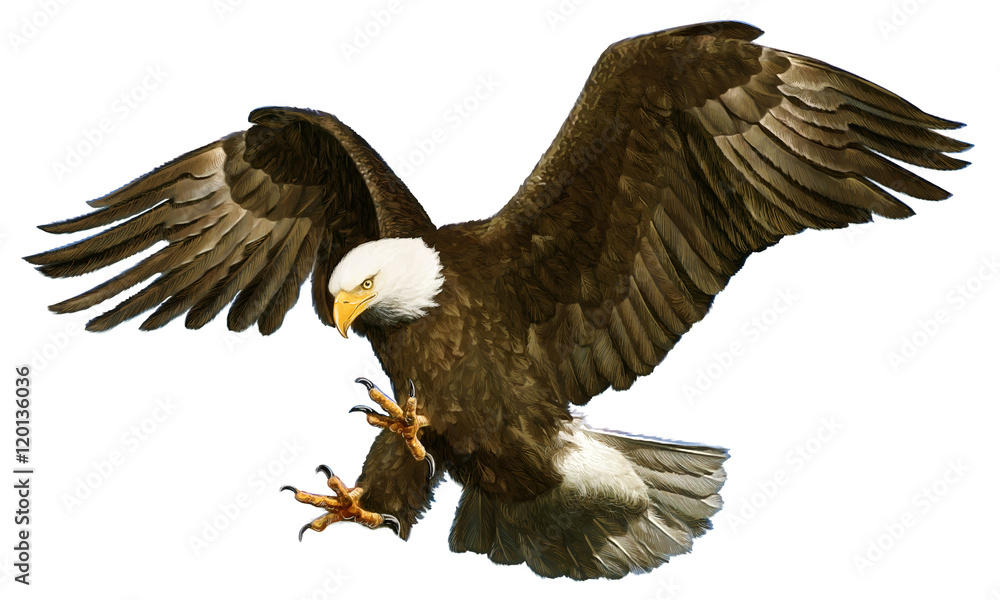 Poster Bald eagle swoop attack hand draw and paint on white background ...