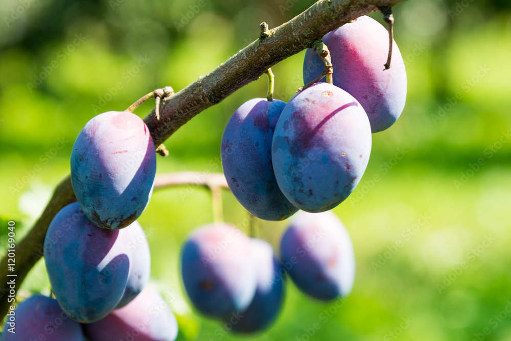 Bio Zwetschgen, Zwetschgenbaum am Bodensee Stock-Foto | Adobe Stock