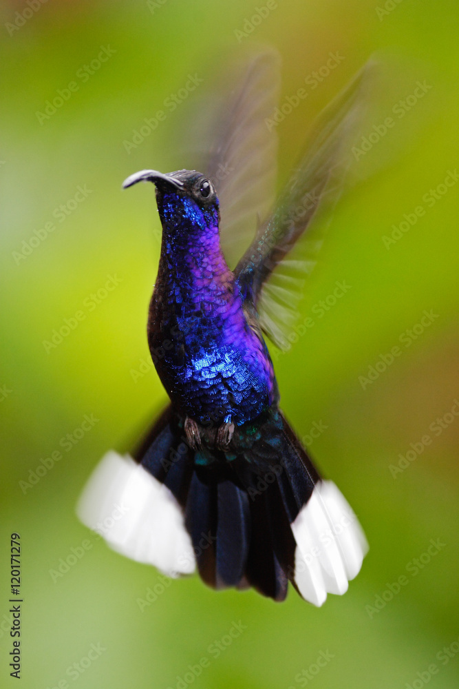 Flying big blue Hummingbird Violet Sabrewing with blurred green ...