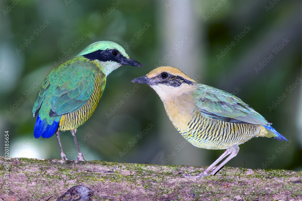 Vietnam Country Bird