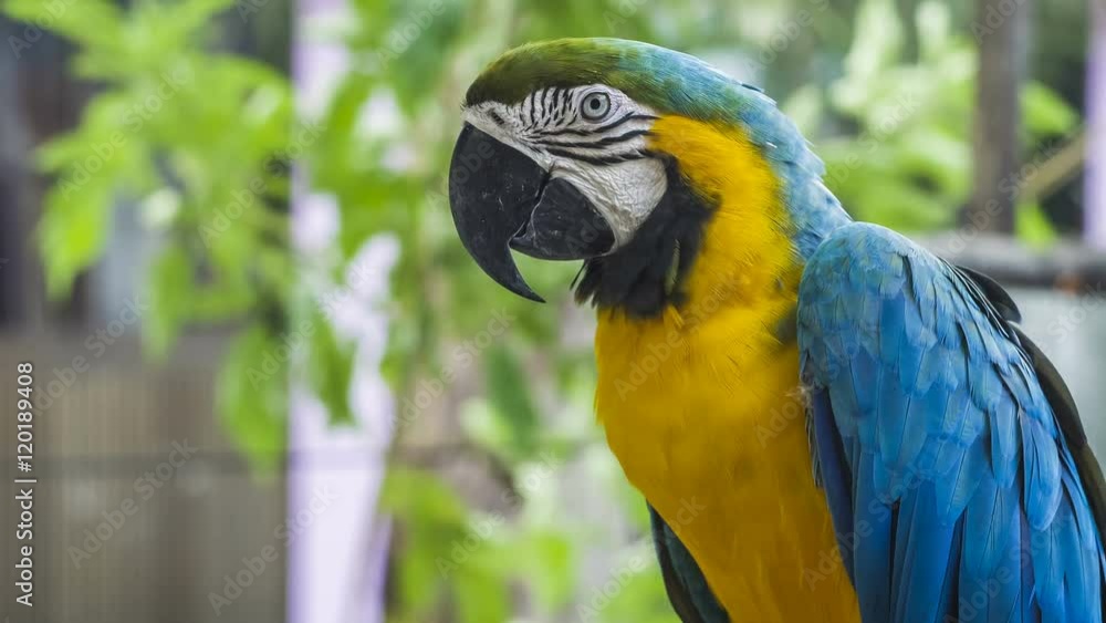 Blue yellow macaw parrot. Blue golden macaw parrot. Ara ararauna ...
