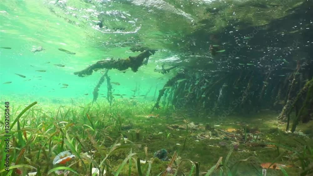 Shoal of juvenile fish in shallow water near mangrove roots, Atlantic ...