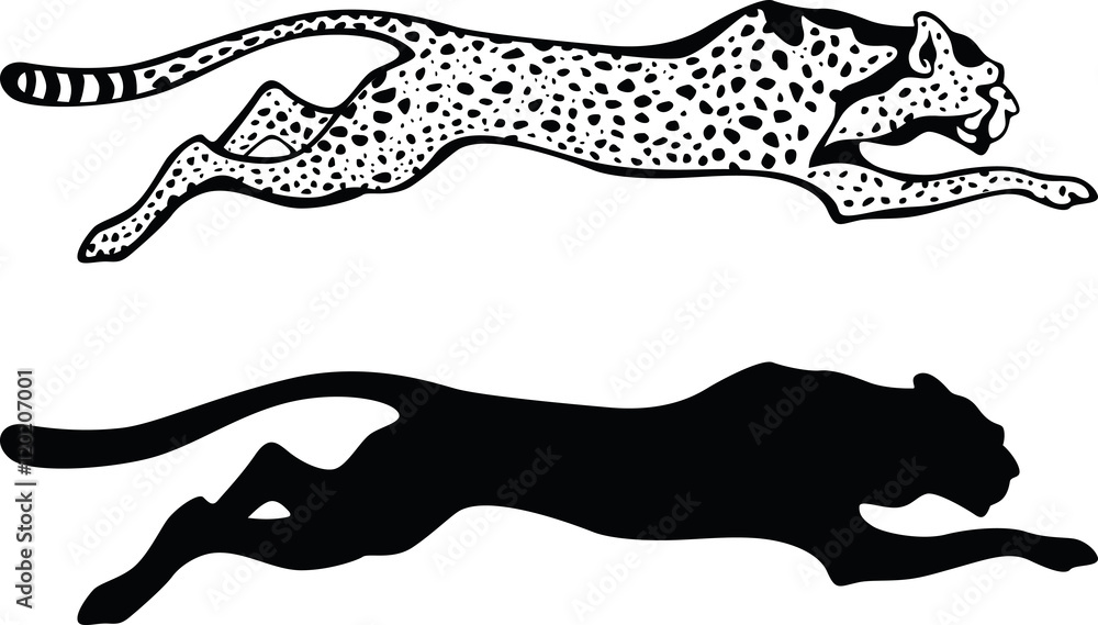 Cheetah, vector illustration, black and white style Stock Vector ...
