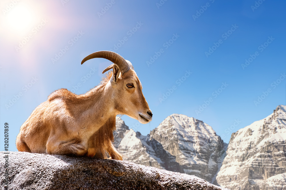 Ziege in den Alpen auf einem Berg bei Sonnenschein Stock-Foto | Adobe Stock