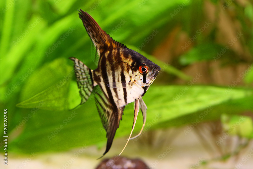 Tiger Marble angelfish pterophyllum scalare aquarium fish Stock Photo ...