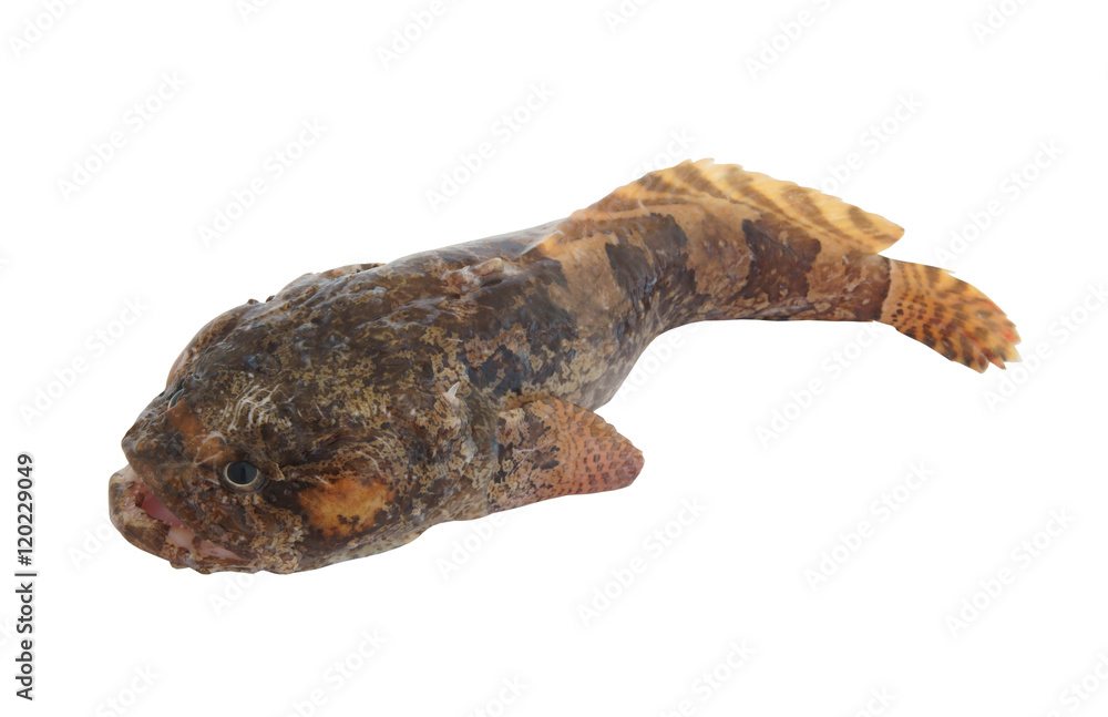 Toad fish isolated on white background Stock Photo | Adobe Stock