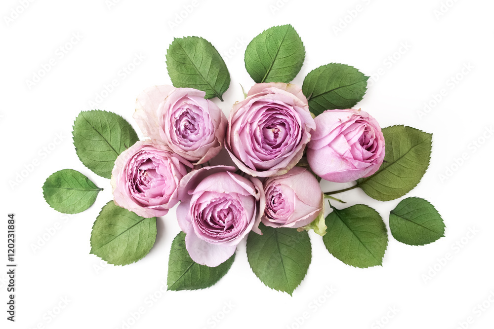 Purple roses on white background. Flat lay. Top view Stock Photo ...