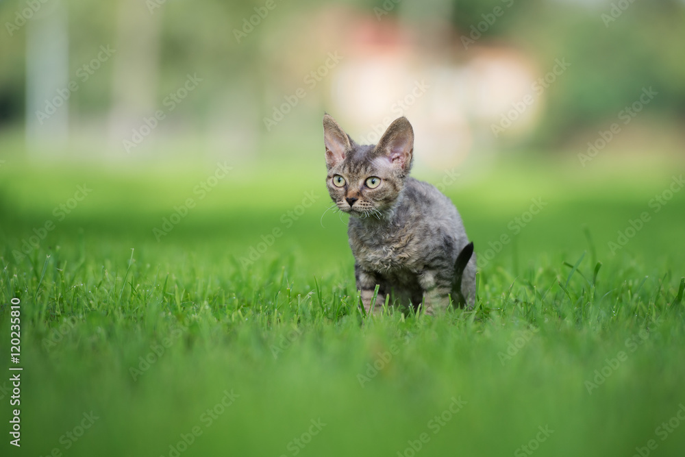 tabby devon rex kitten sitting on grass Stock Photo | Adobe Stock