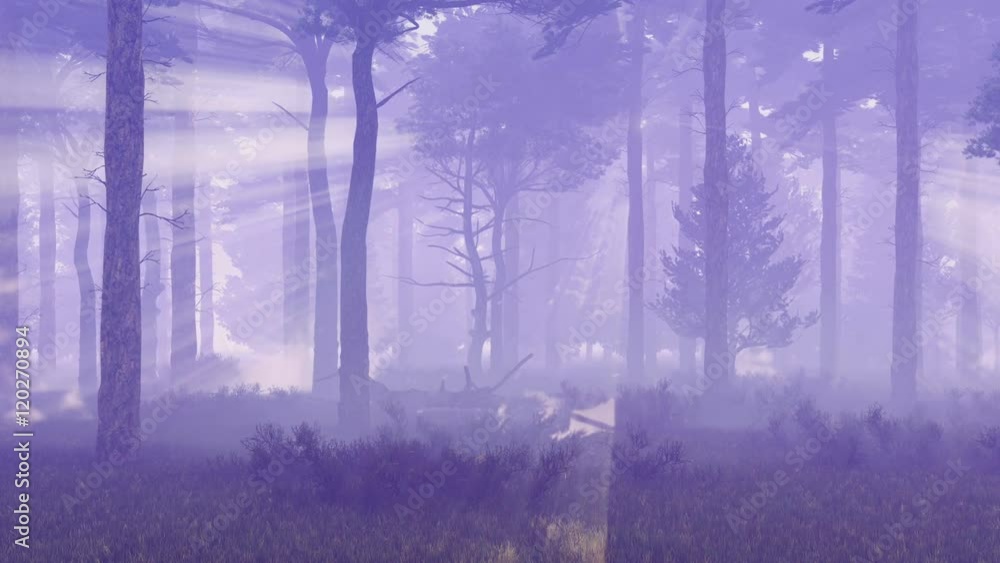 Vidéo Stock Misty pine forest with thick fog and magic sun rays shining ...