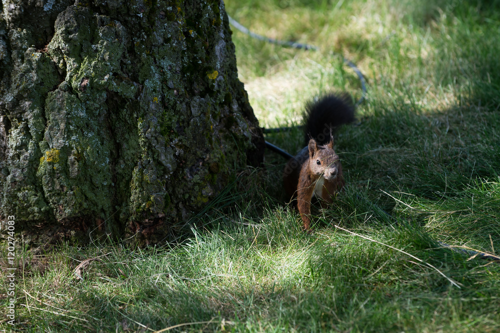 ecureuil Stock Photo | Adobe Stock