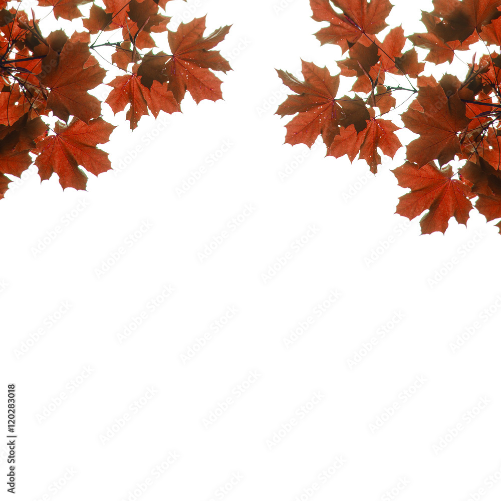 autumn red color on a white background maple, Acer platanoides Stock ...