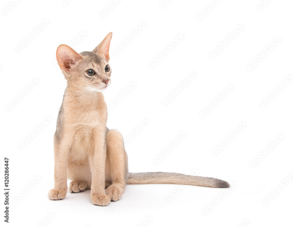 cat on white background Stock Photo | Adobe Stock