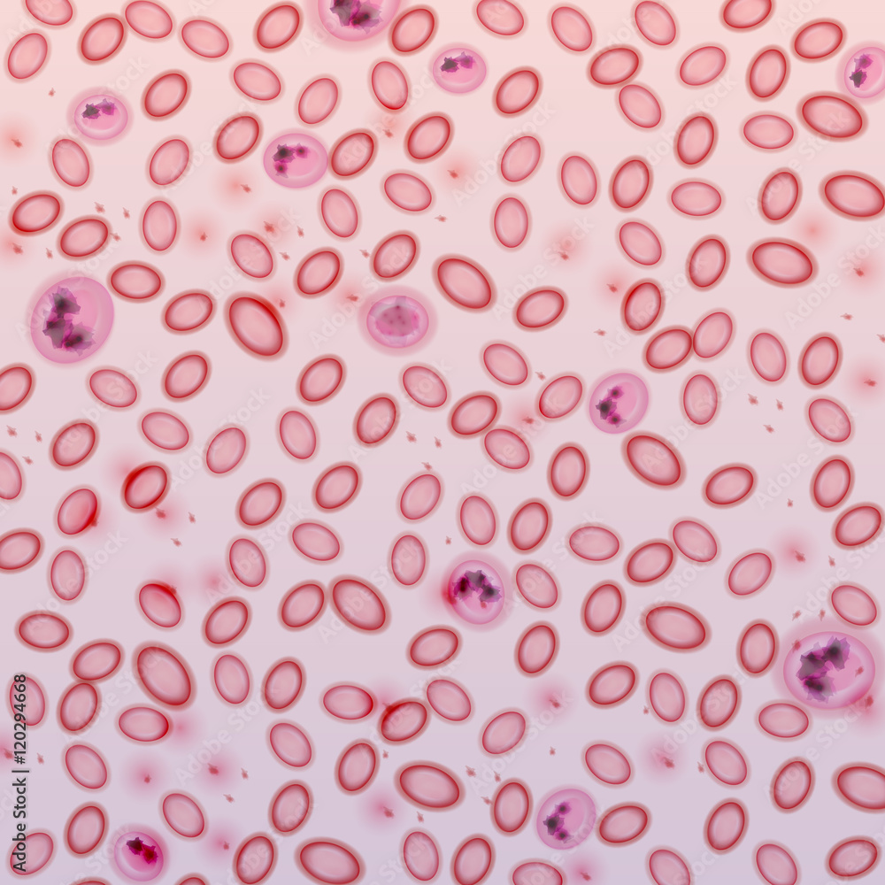 Blood Cells in Plasma - Vector Illustration Stock Vector | Adobe Stock