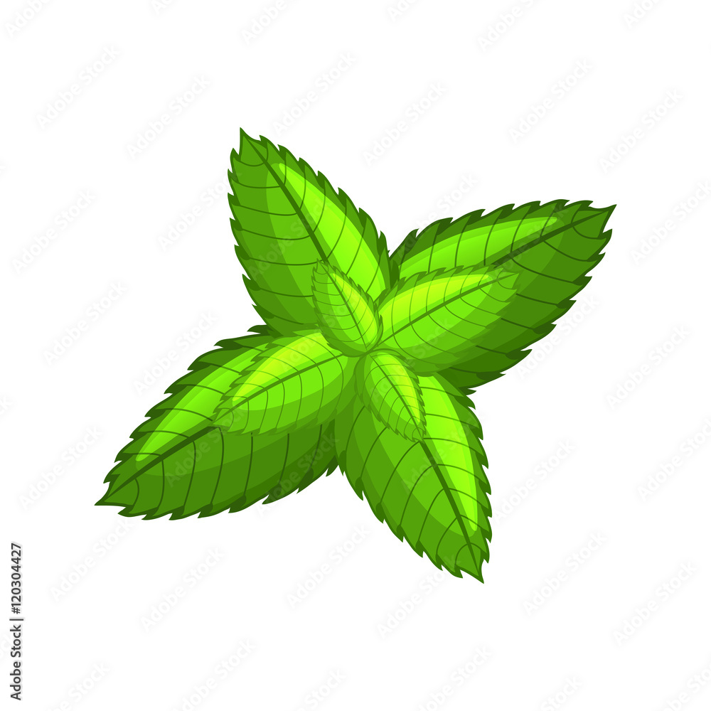 Peppermint Leaf Illustration