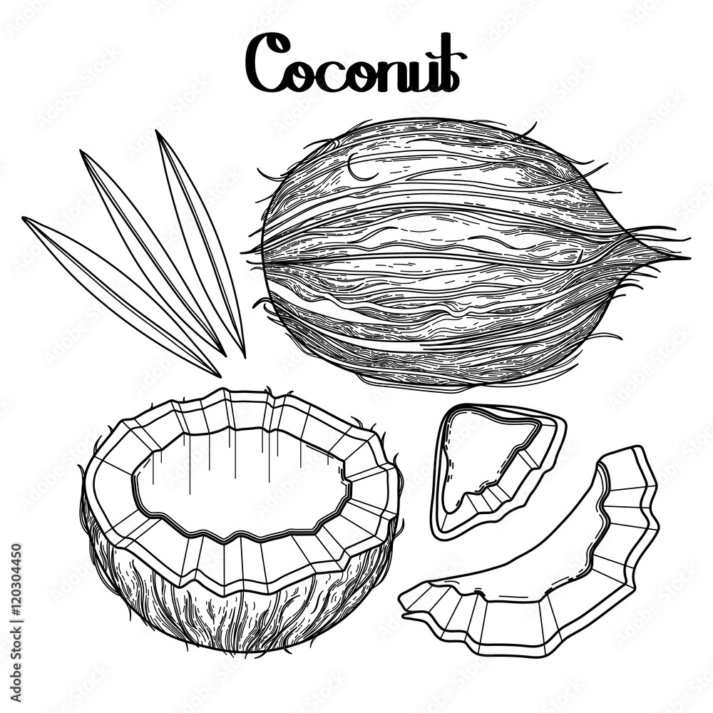 Graphic coconut collection Stock Vector | Adobe Stock