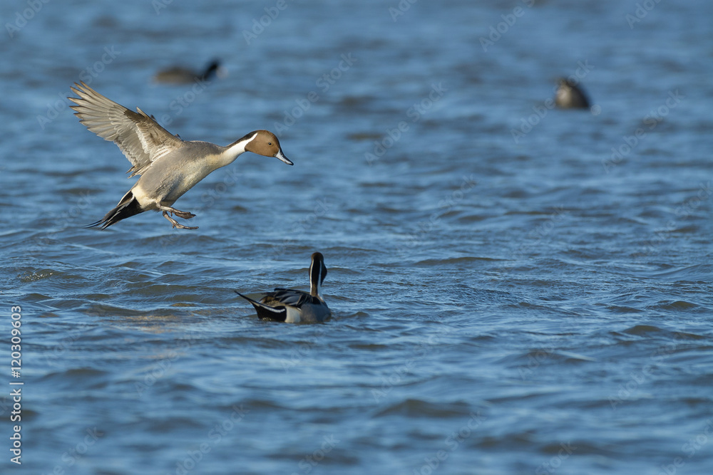 Pintail Ducks Landing